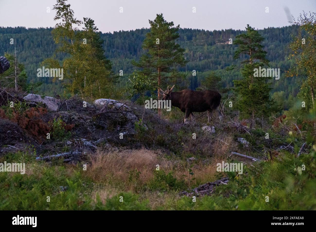 A moose in a forest standing on rocky surface Stock Photo - Alamy