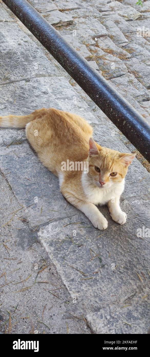 Stray ginger cat in Gjirokaster, Albania Stock Photo - Alamy