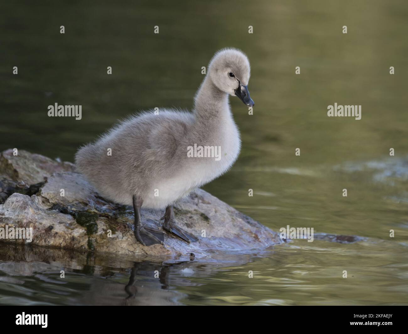Black swan cygnus atratus with chick hi-res stock photography and ...