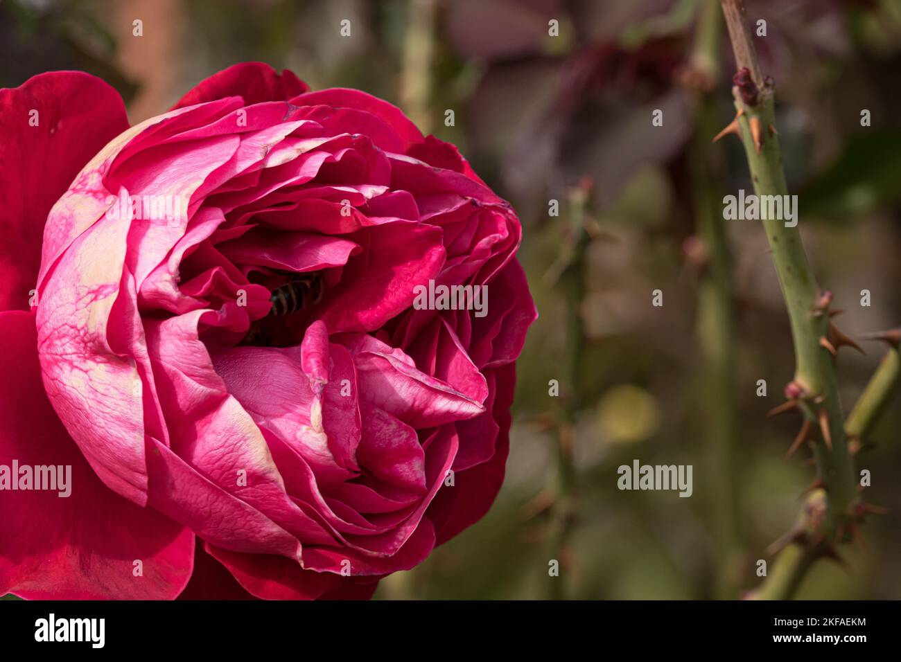 Voluptia hi-res stock photography and images - Alamy