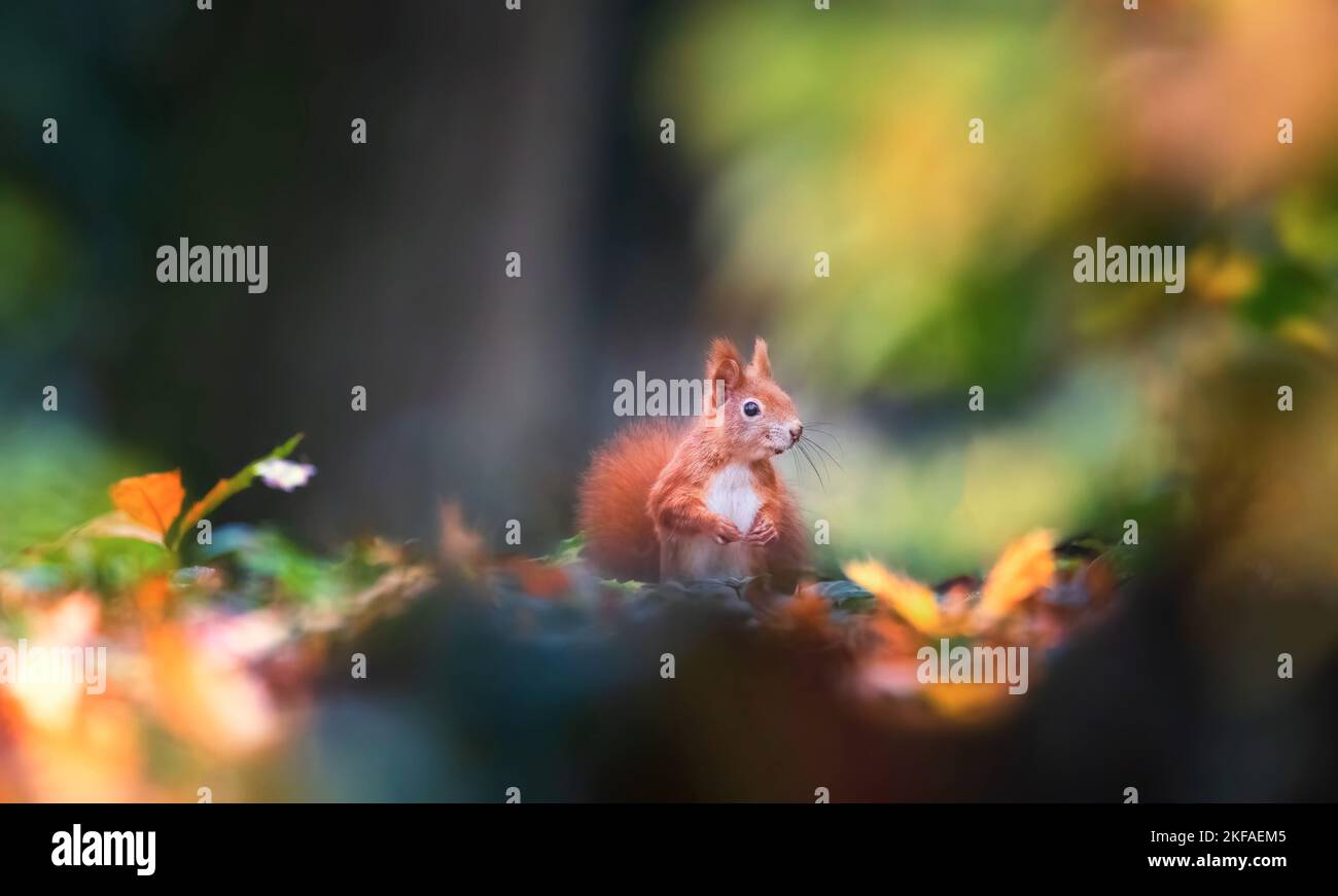 Squirrel in autumn foliage hi-res stock photography and images - Alamy