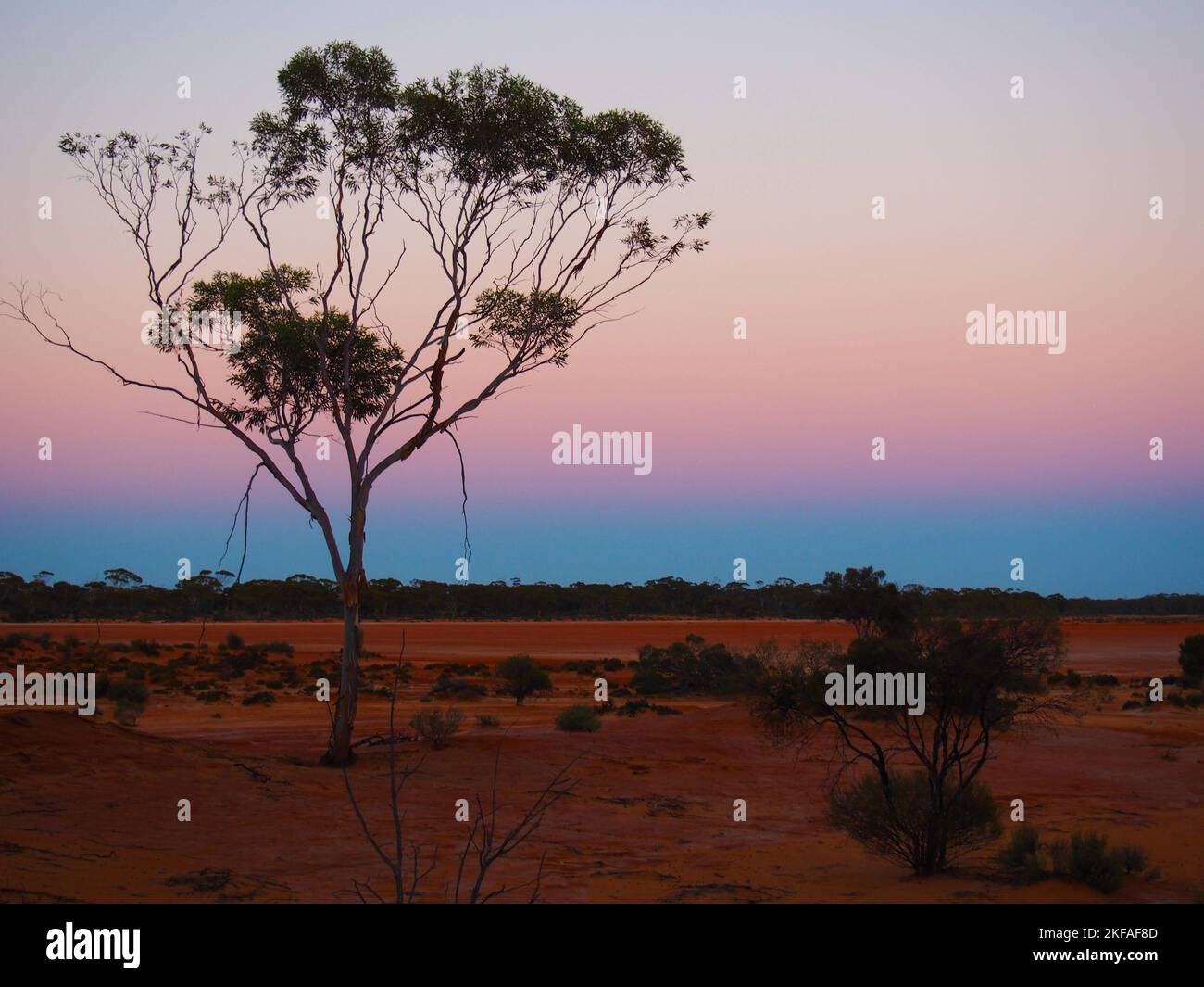 Sunrise on the Nullarbor Plain Desert with Eucalyptus Tree Silhouette ...