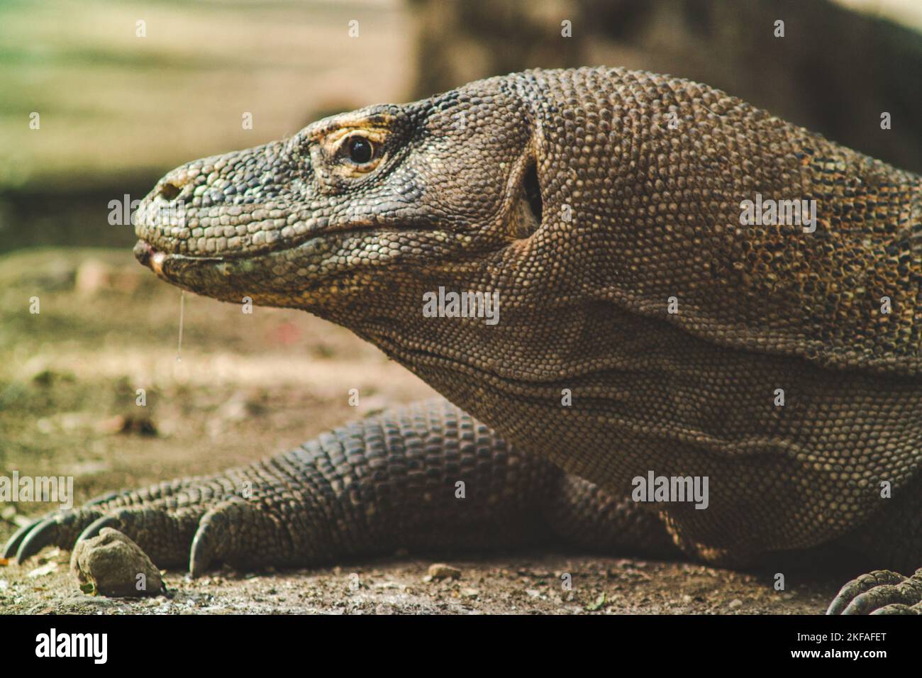 A closeup of a giant Indonesian monitor lizard (Komodo dragon ...