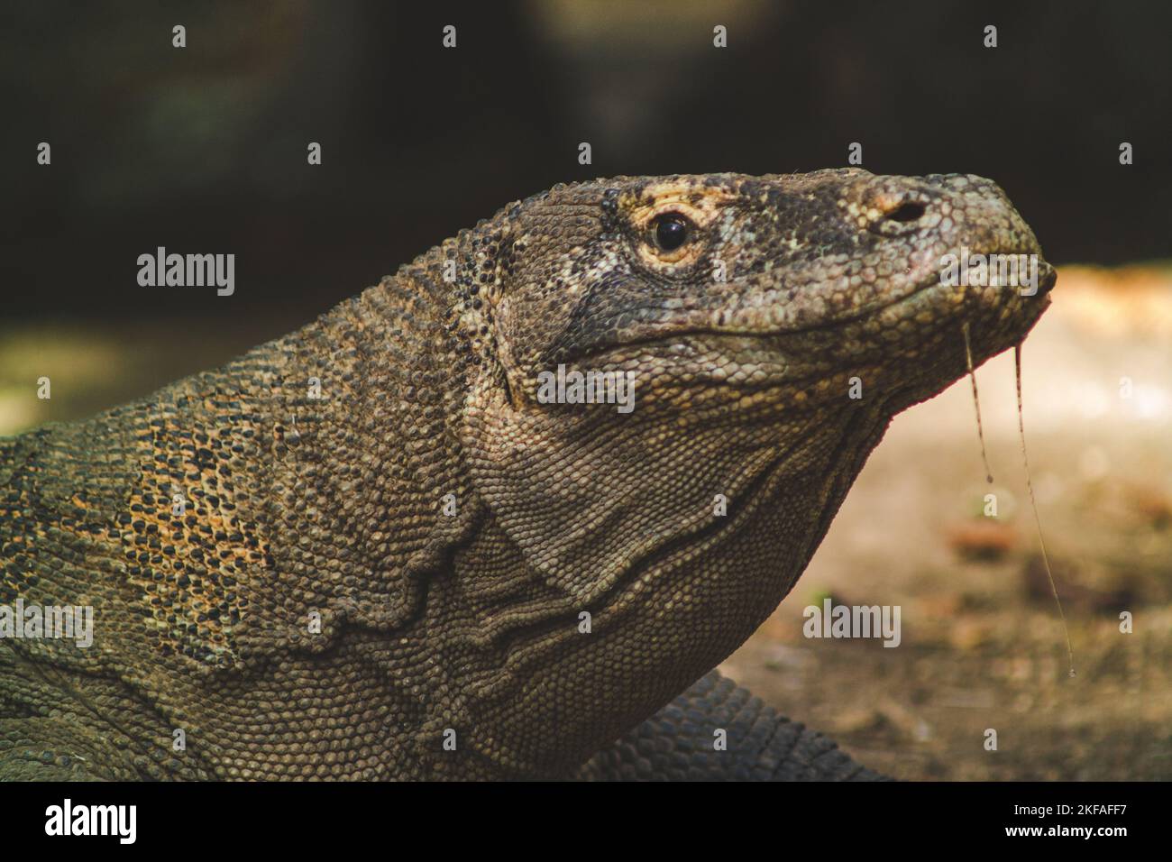 A closeup of a giant Indonesian monitor lizard (Komodo dragon ...