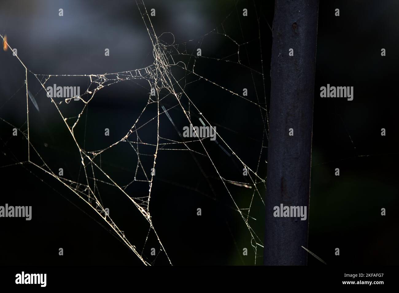 Spider web gate hi-res stock photography and images - Alamy