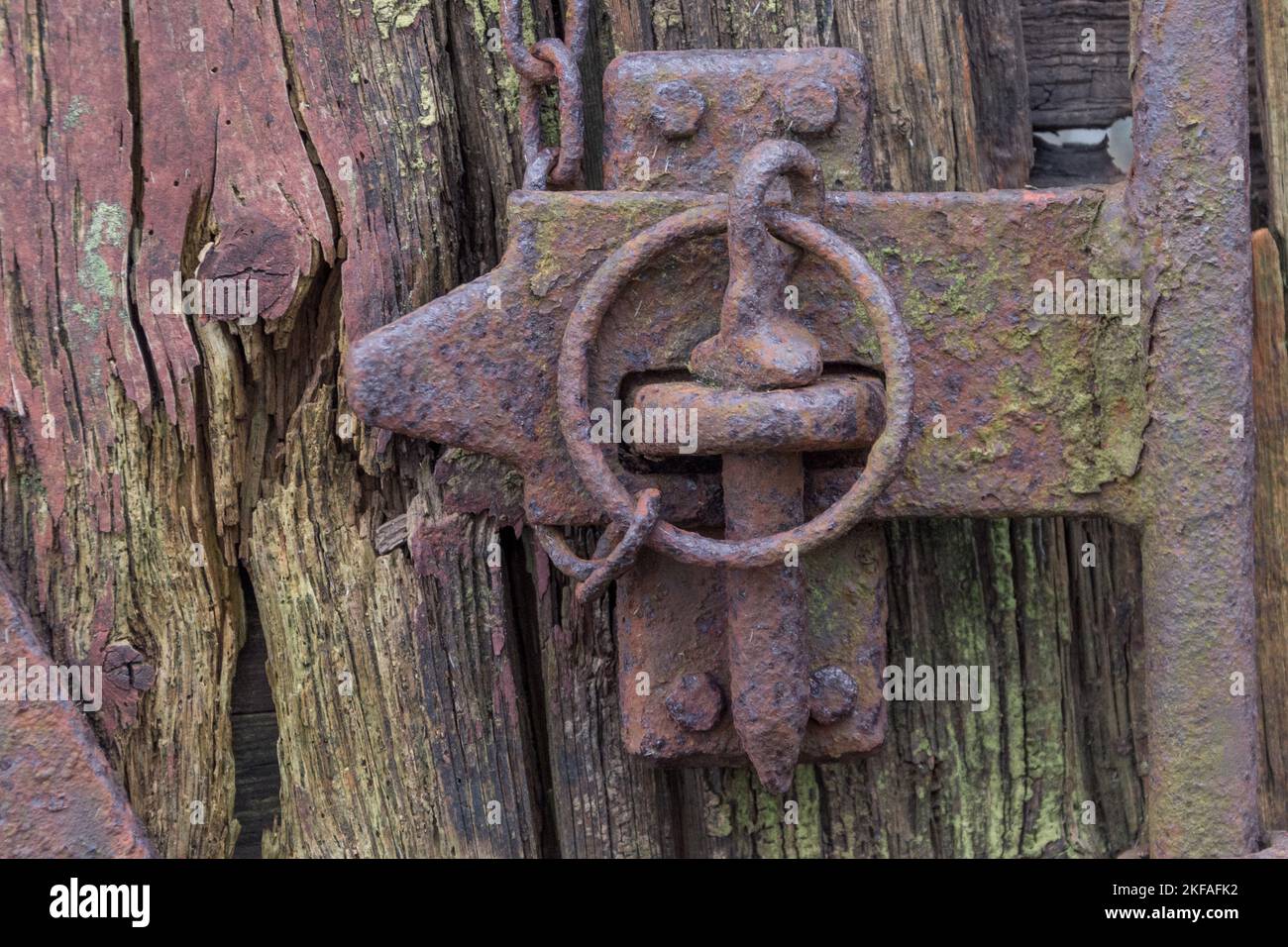 Old rustic metal hinge and lock on old wooden shed. Mold and rust in ...