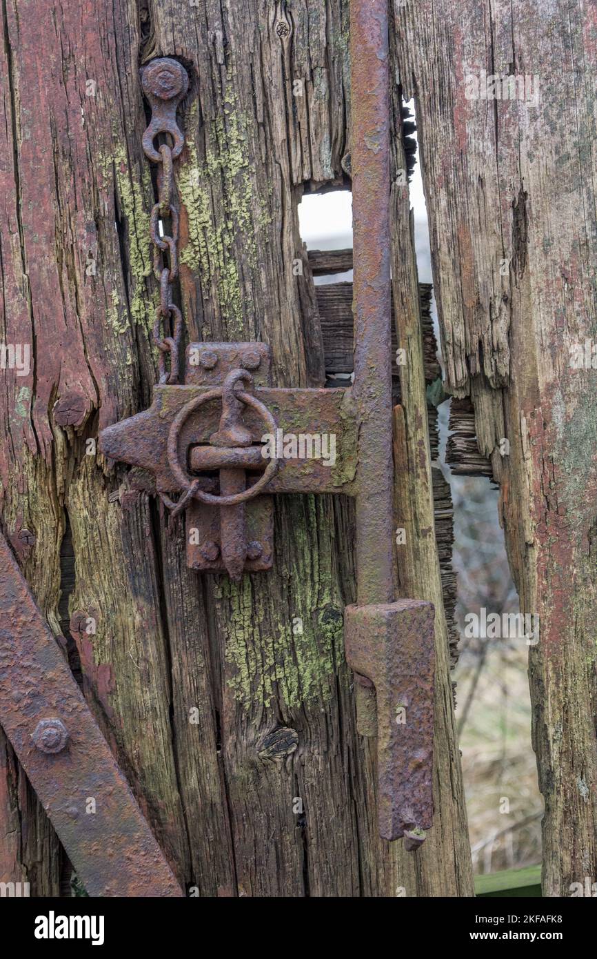 Old rustic metal hinge and lock on old wooden shed. Mold and rust in ...