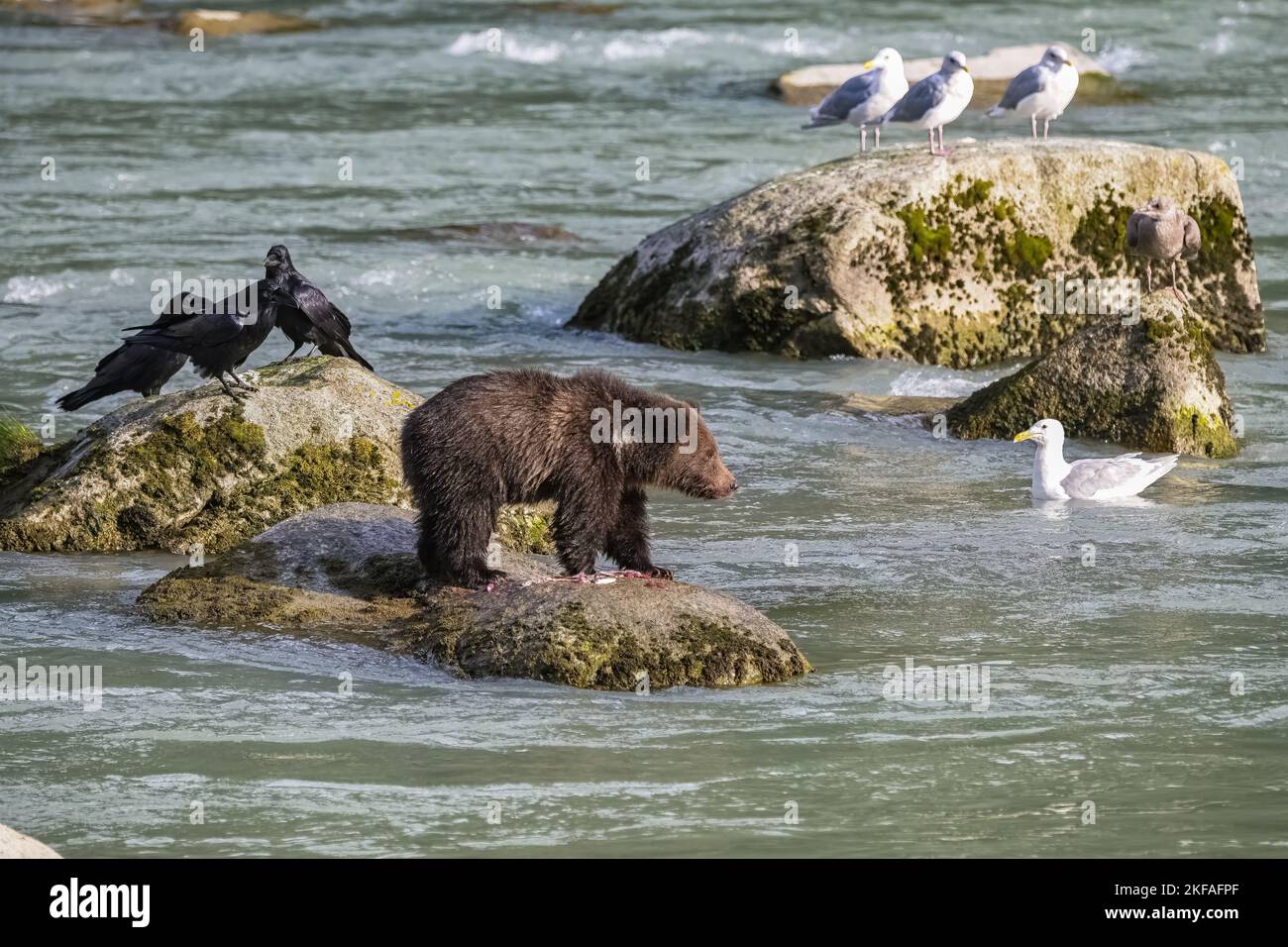 A young grizzly standing on a rock in the river in Alaska, eating ...