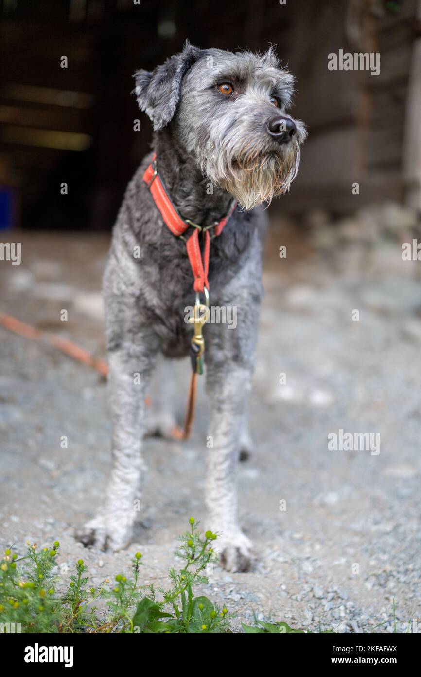 A vertical closeup of adorable Labradoodle on a leash looking to the ...