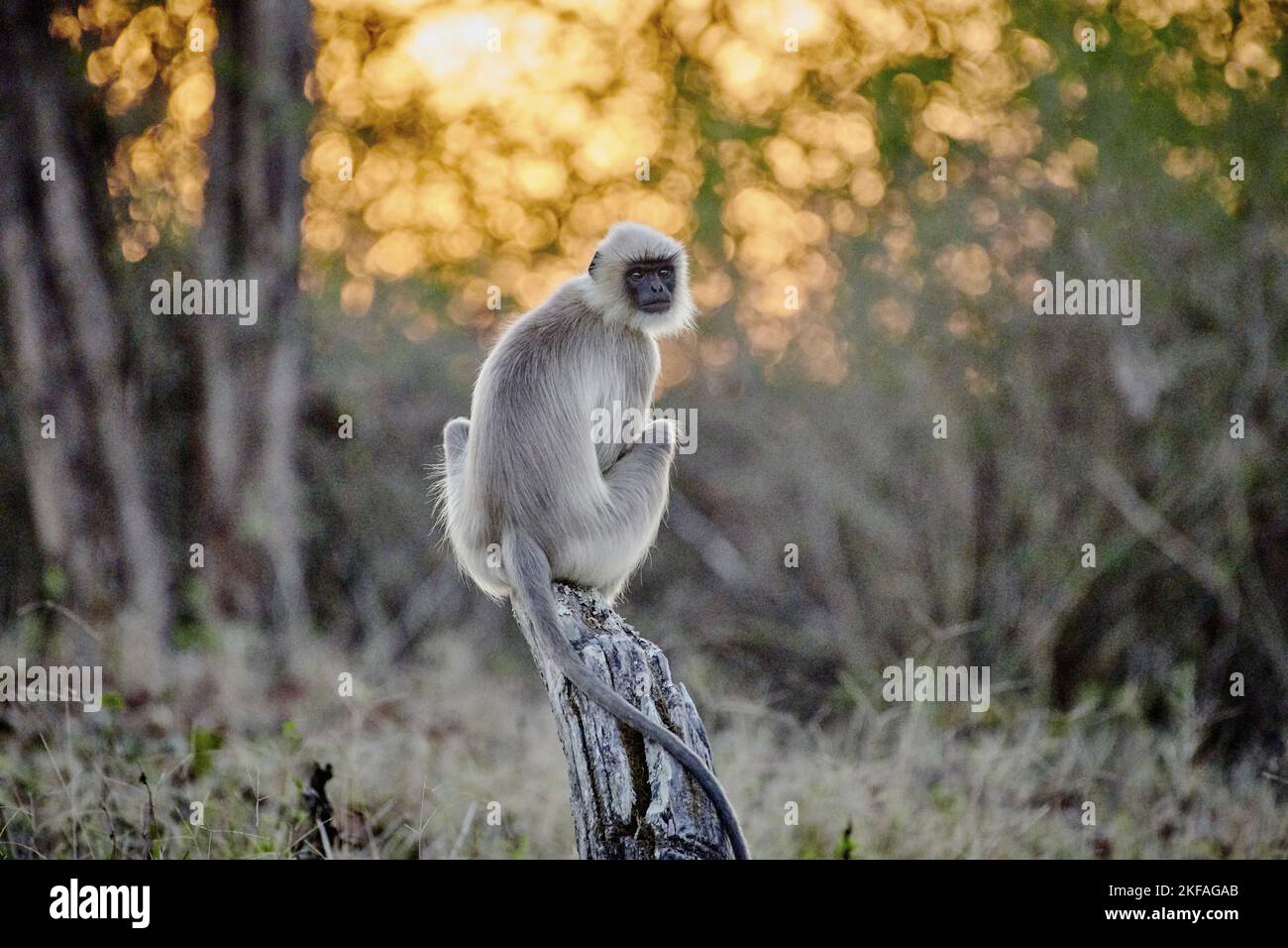 Tufted ape hi-res stock photography and images - Alamy