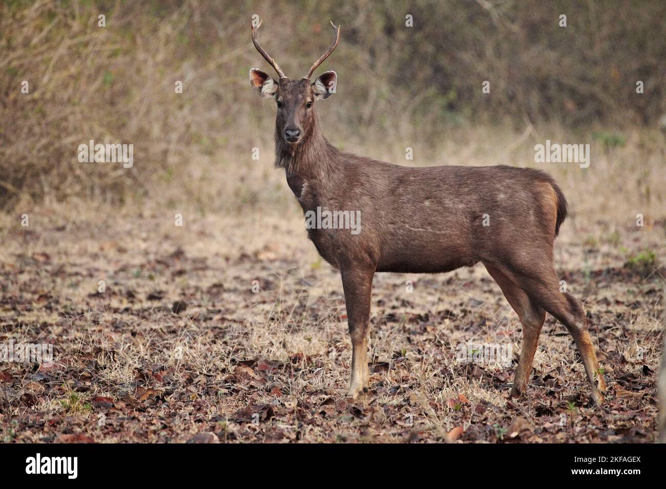 Adult sambar stag hi-res stock photography and images - Alamy