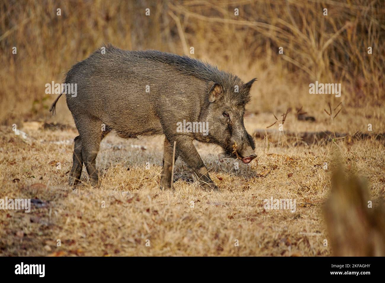Indian highlight hi-res stock photography and images - Alamy