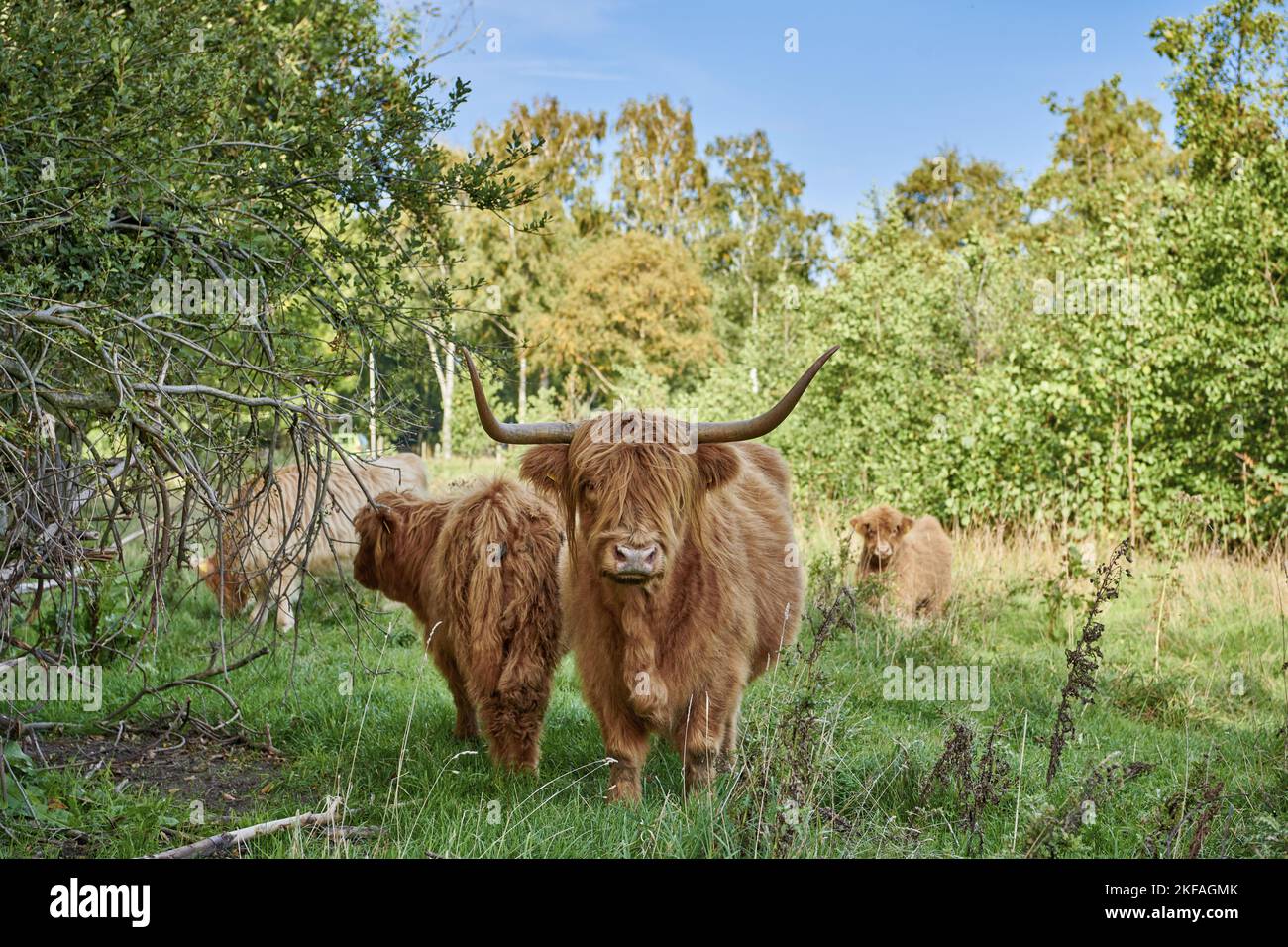 Highland cow eats hi-res stock photography and images - Alamy