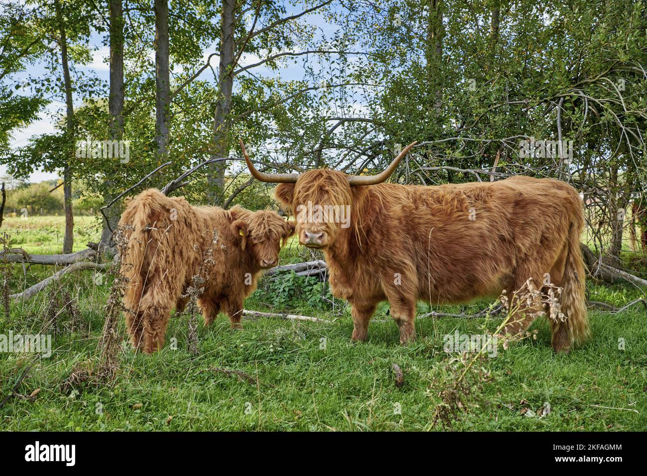 Side view of highland cow calf hi-res stock photography and images - Alamy