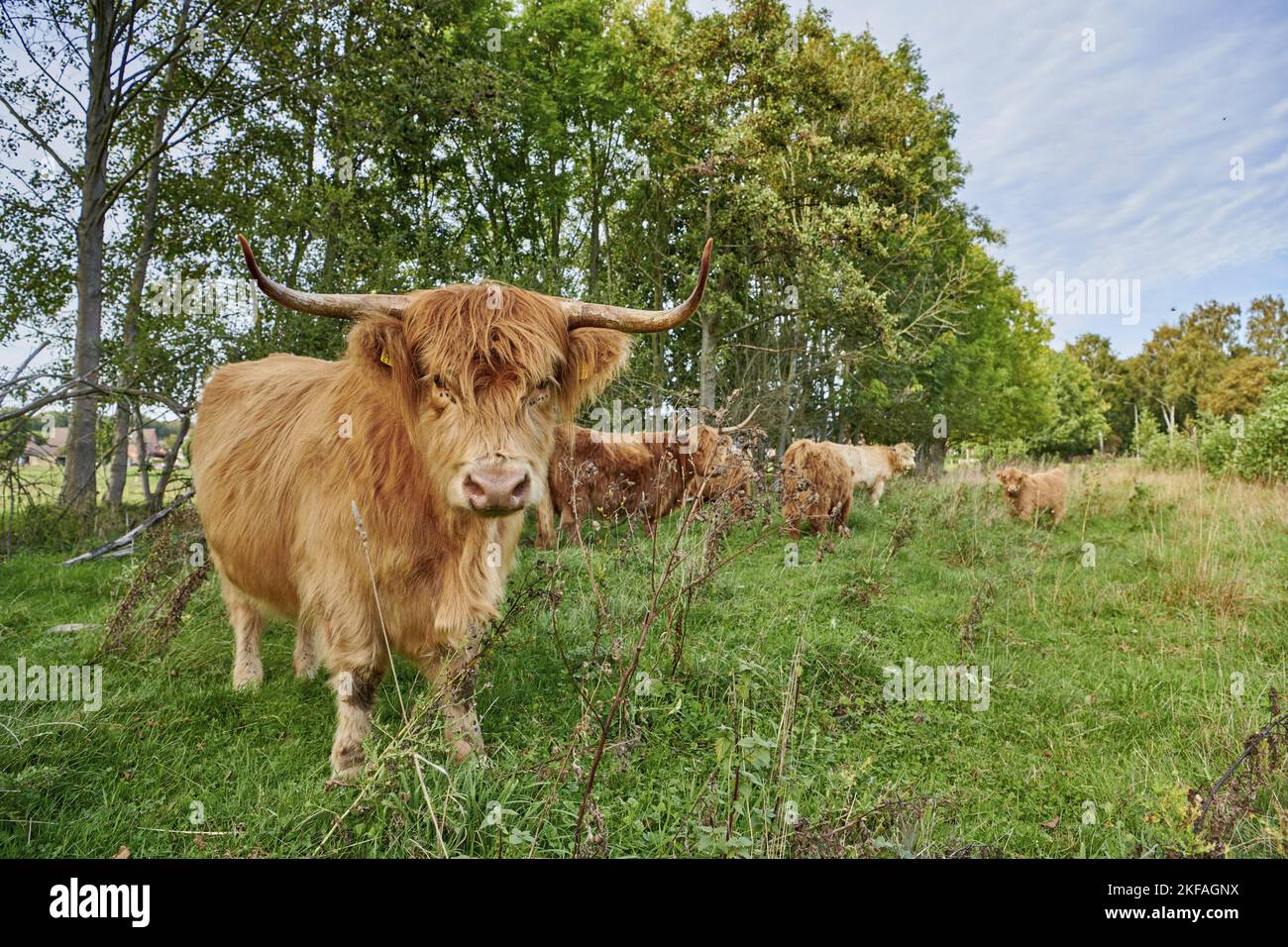 Six cattle hi-res stock photography and images - Alamy