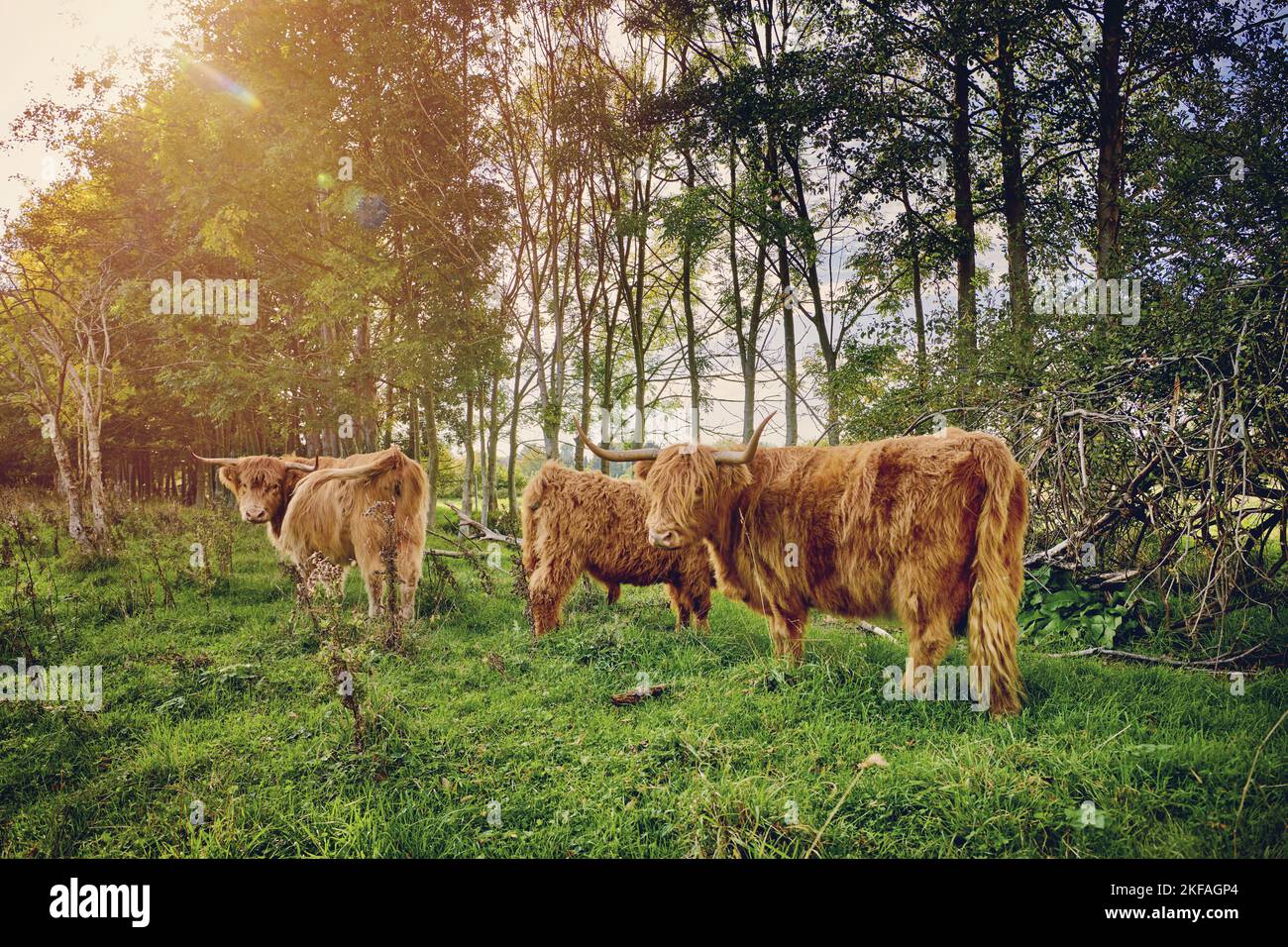 Highland cow evening sun hi-res stock photography and images - Alamy