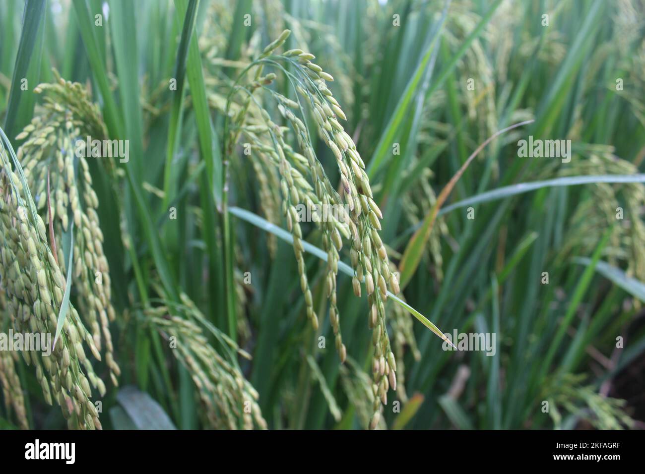 rice green tree Stock Photo - Alamy