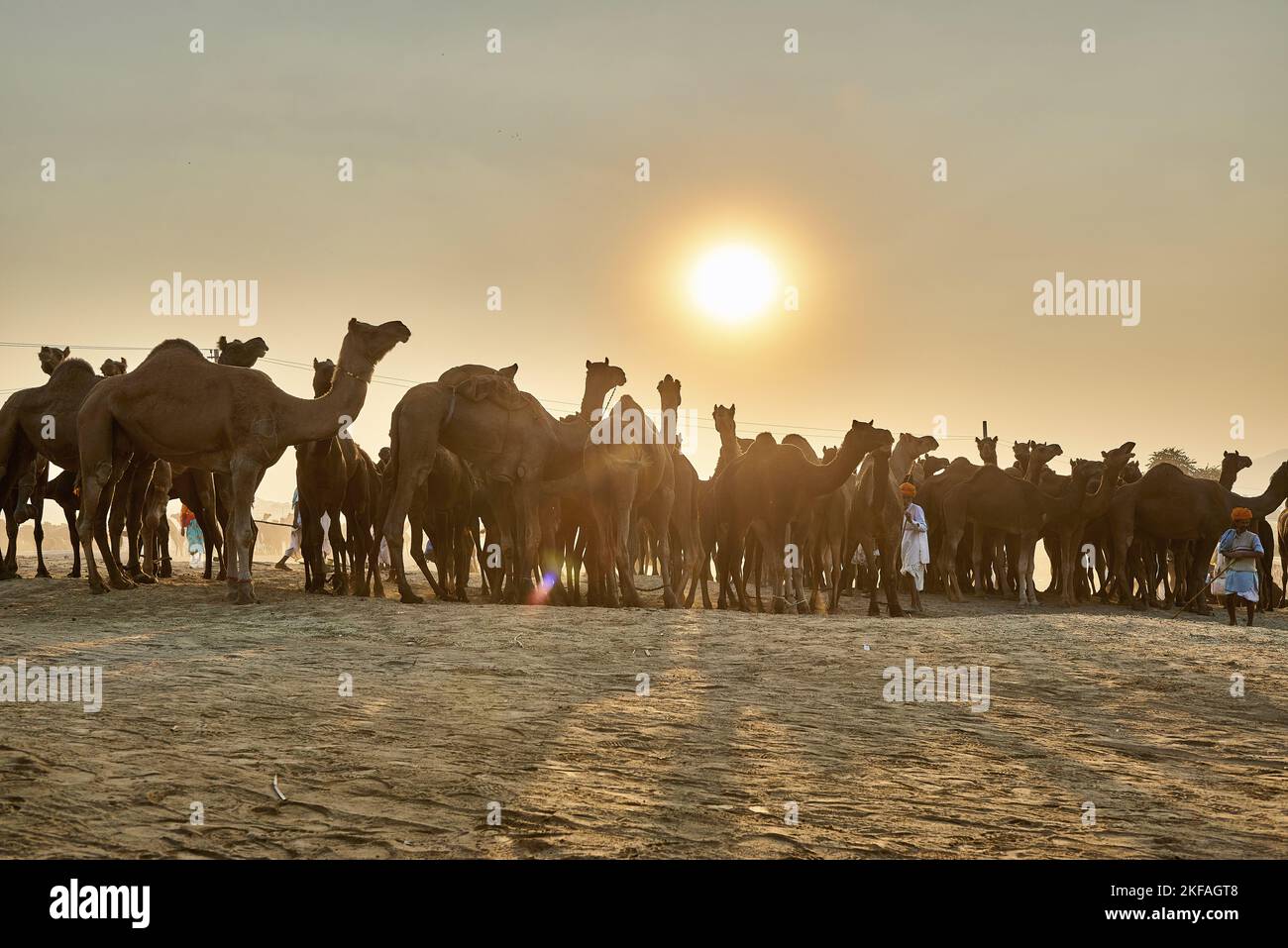 Dromedary Camel on the animal market Stock Photo - Alamy