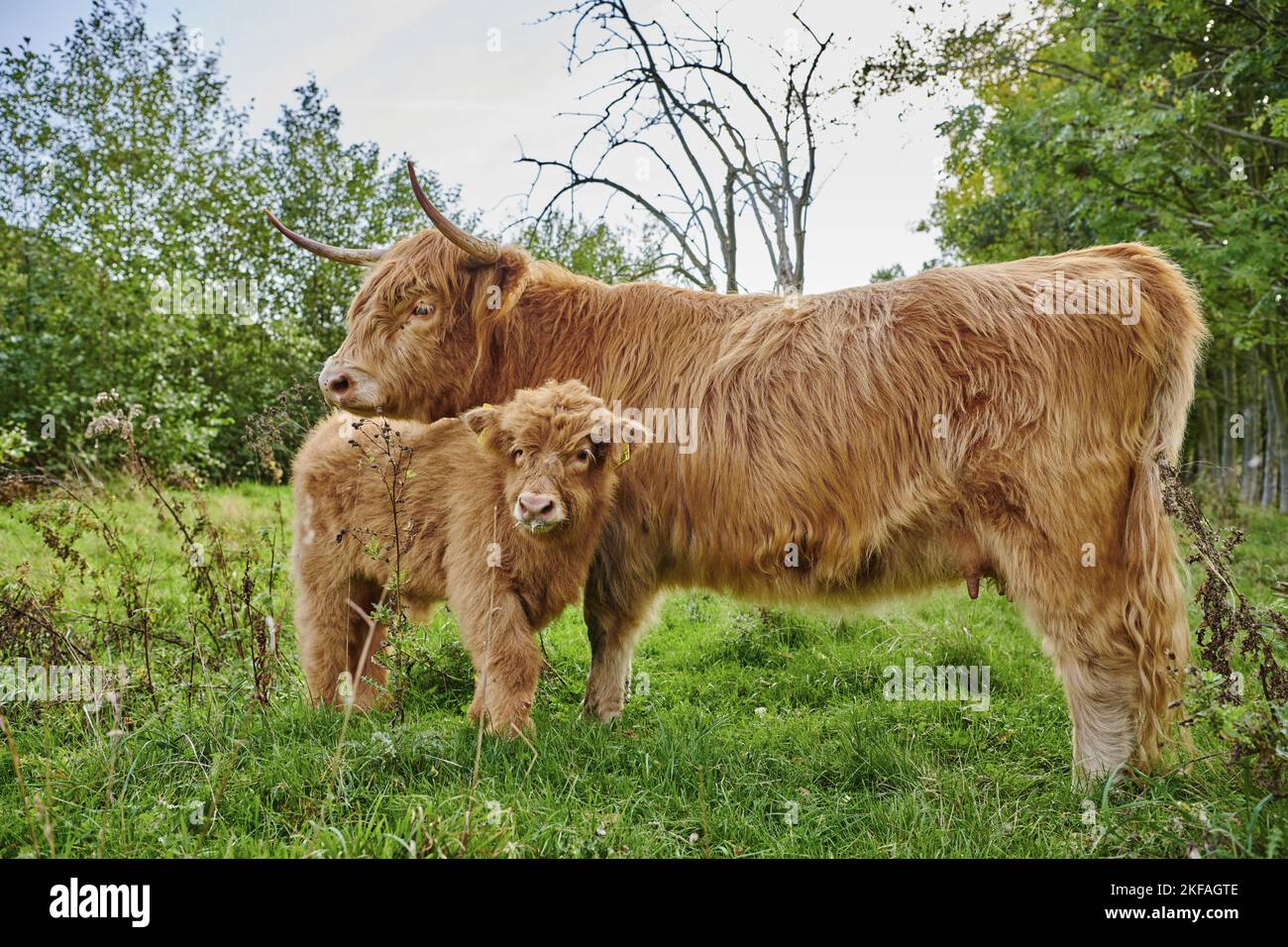Side view of highland cow calf hi-res stock photography and images - Alamy