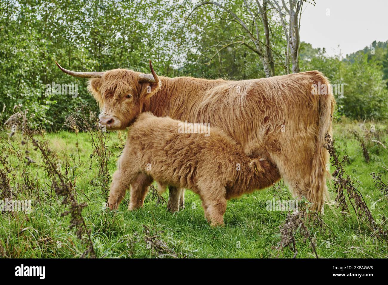 Highland cows drinking hi-res stock photography and images - Alamy