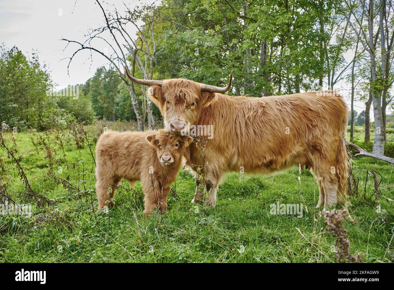 Side view of highland cow calf hi-res stock photography and images - Alamy