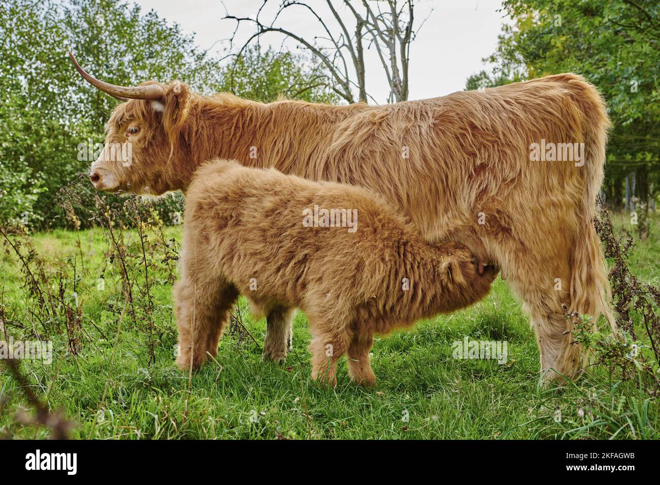 Domestic cattle bos taurus calf nursing hi-res stock photography and ...