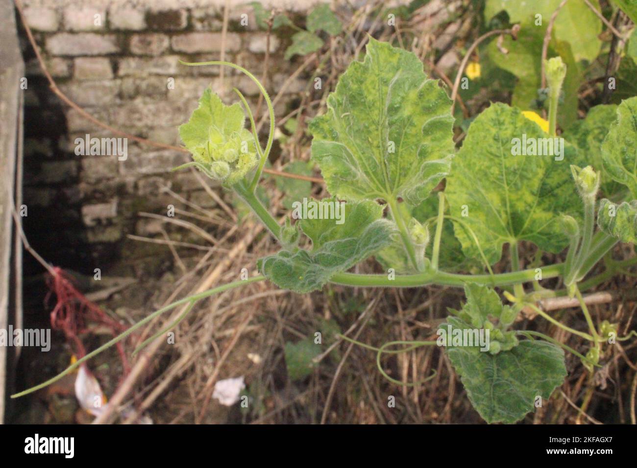 rice tree dhan Stock Photo - Alamy