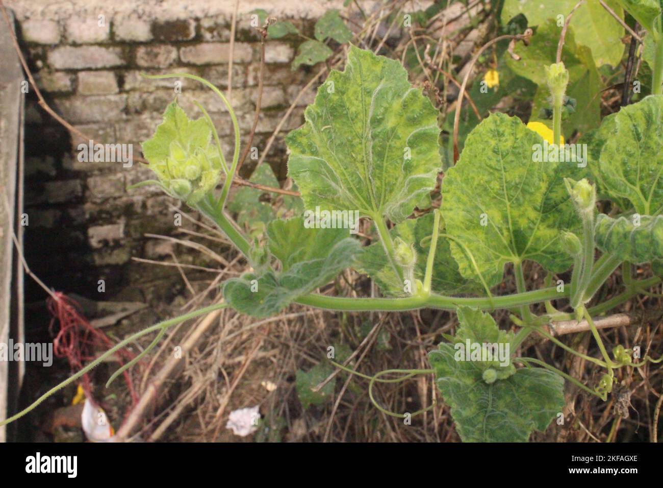 rice tree dhan Stock Photo - Alamy