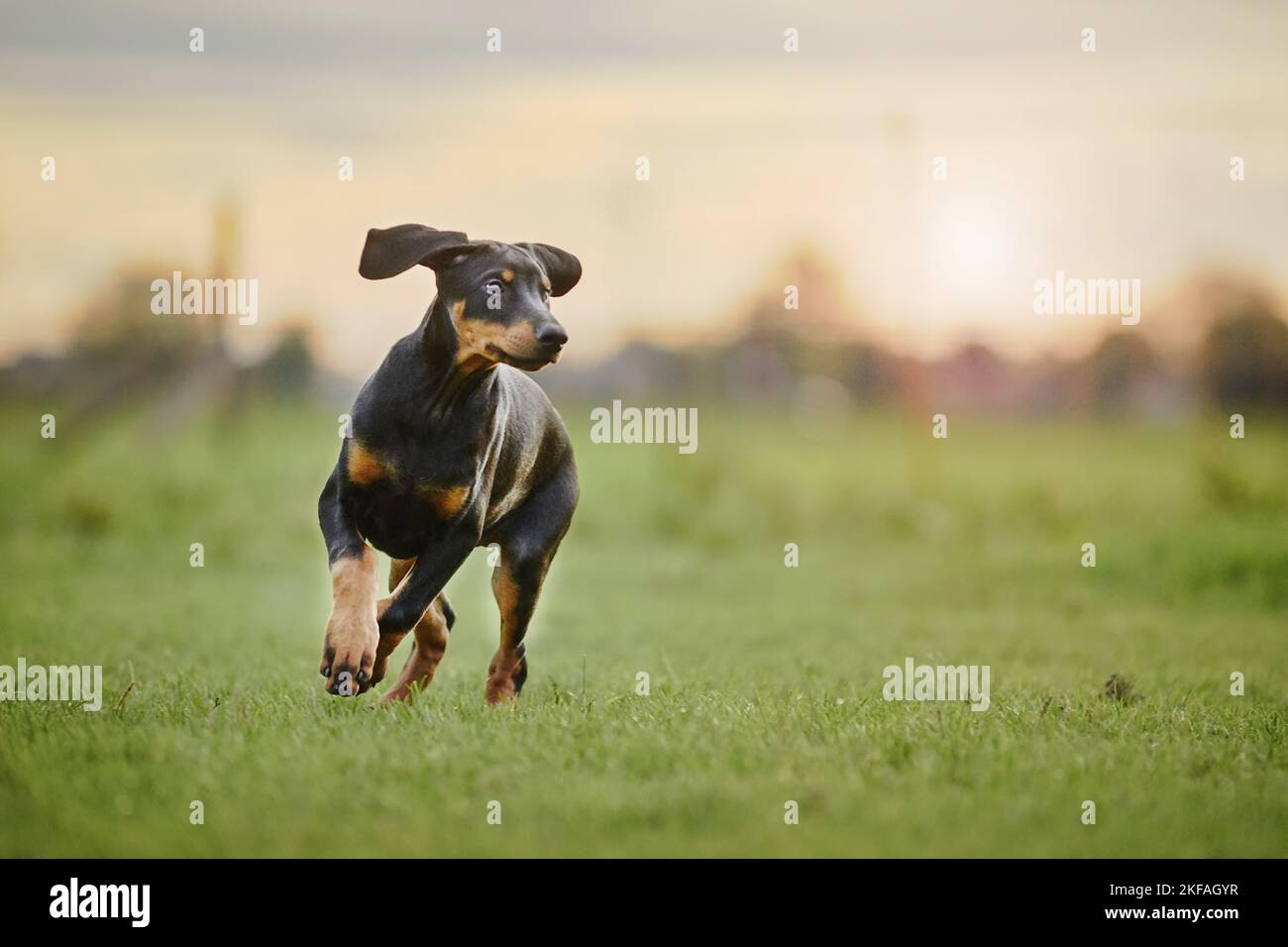 running Doberman Pinscher Puppy Stock Photo - Alamy