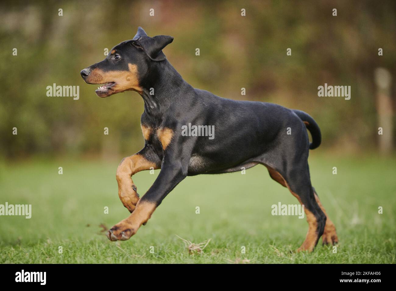 running Doberman Pinscher Puppy Stock Photo - Alamy