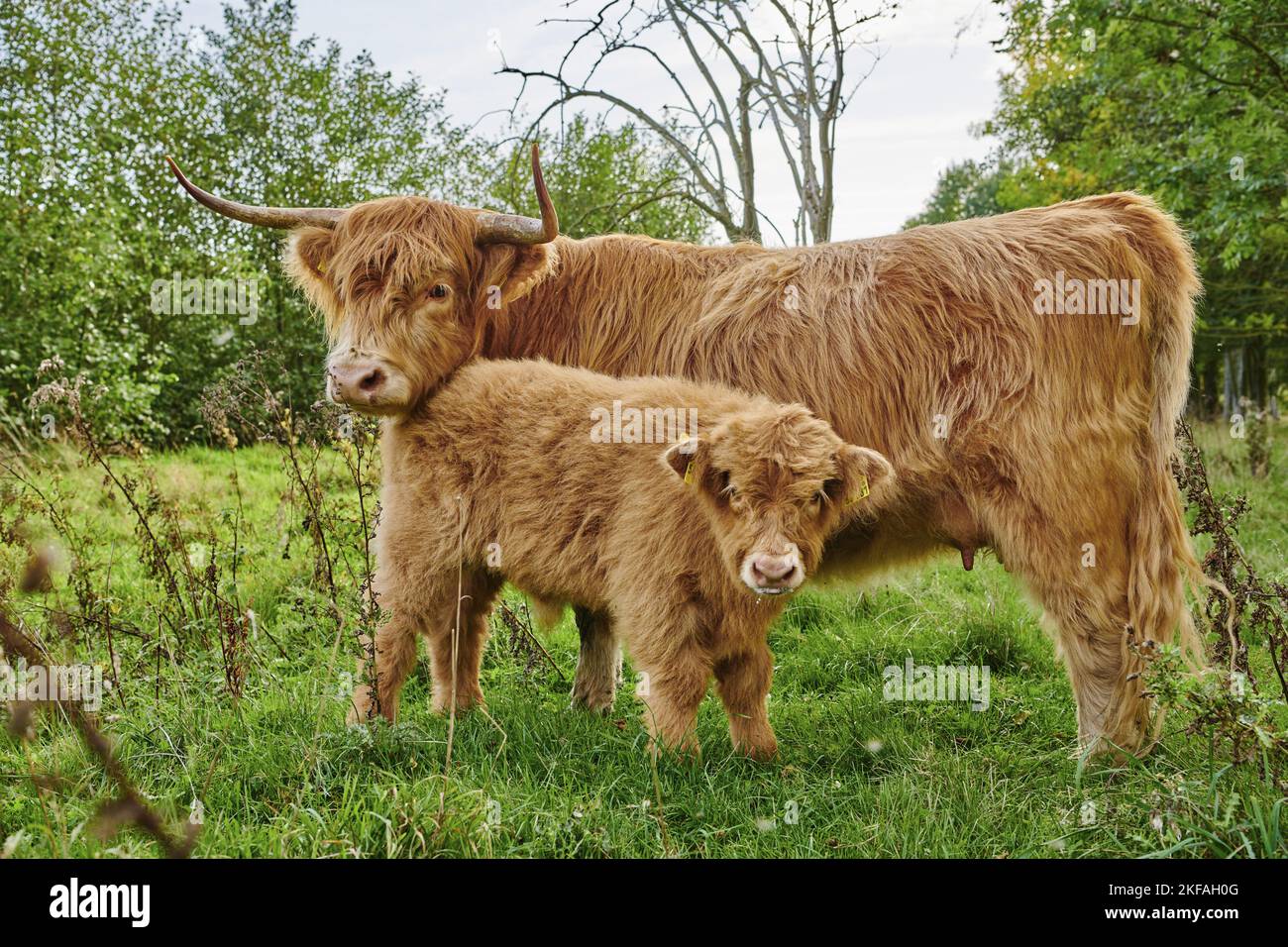 Mother and calf highland cows hi-res stock photography and images - Alamy