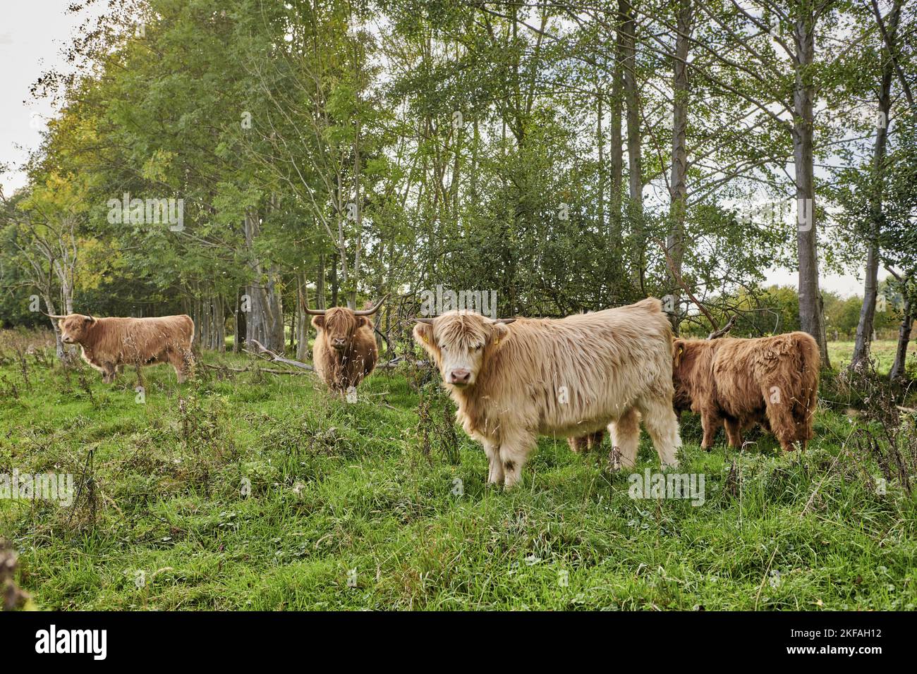 Highland cattle group standing hi-res stock photography and images - Alamy