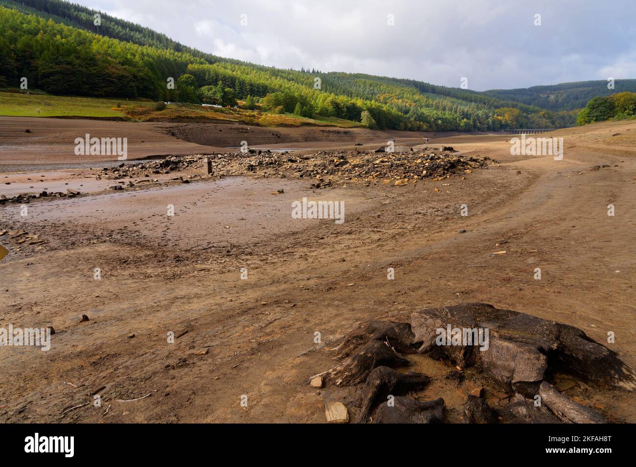 Standing on the bottom of Ladybower reservoir amongst tree stumps and ...