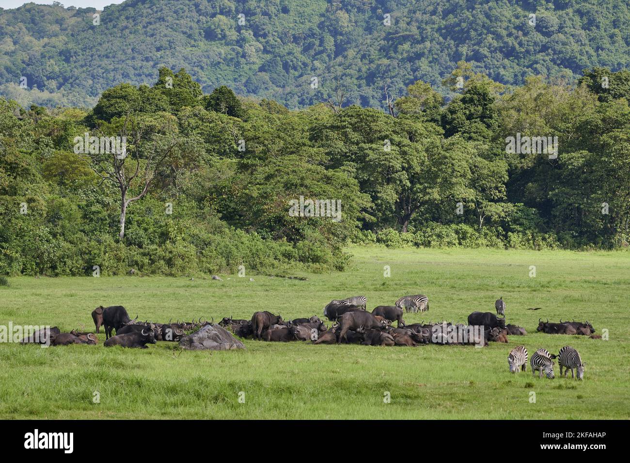 Zebras and African Buffalo in the national park Stock Photo - Alamy