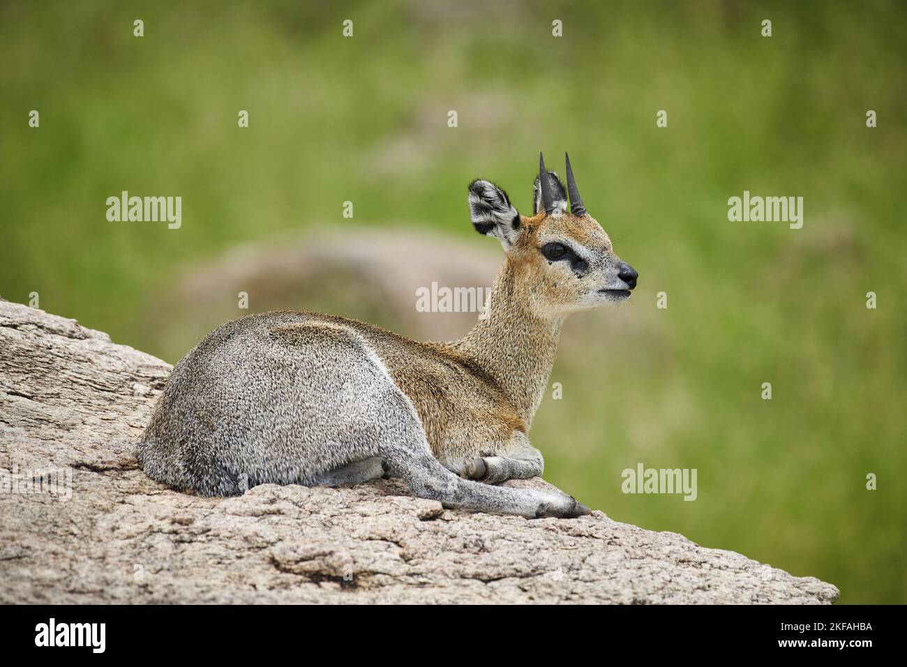 Cliff springer hi-res stock photography and images - Alamy