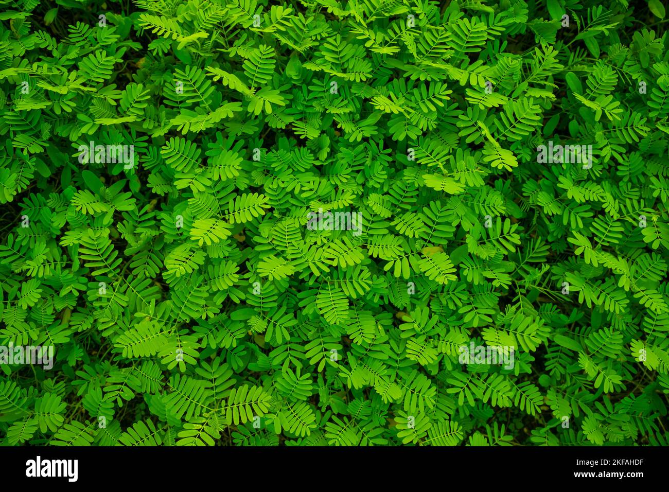 The Natural Tropical Green leaf's texture may be used as a background ...