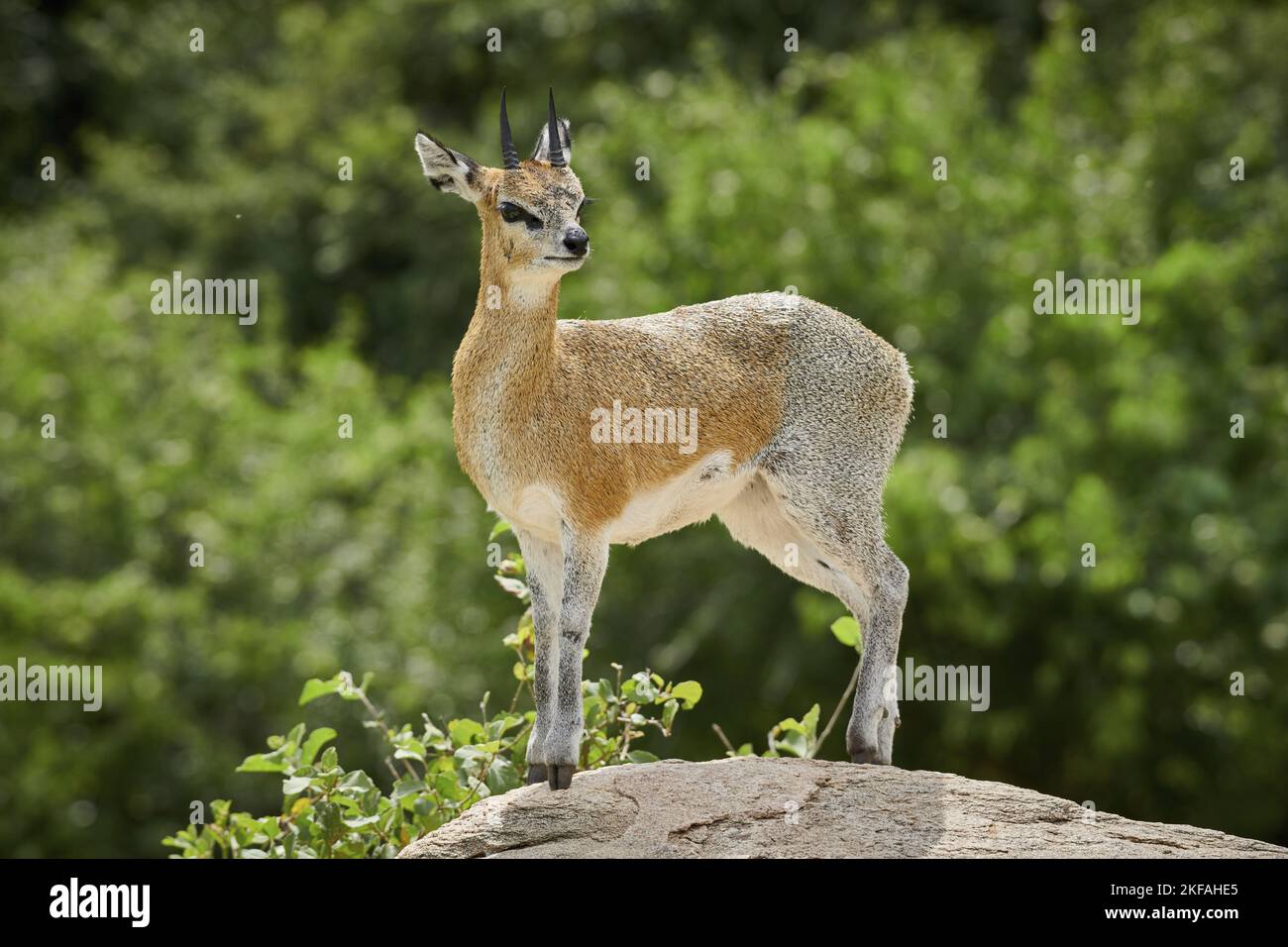 Cliff springer hi-res stock photography and images - Alamy