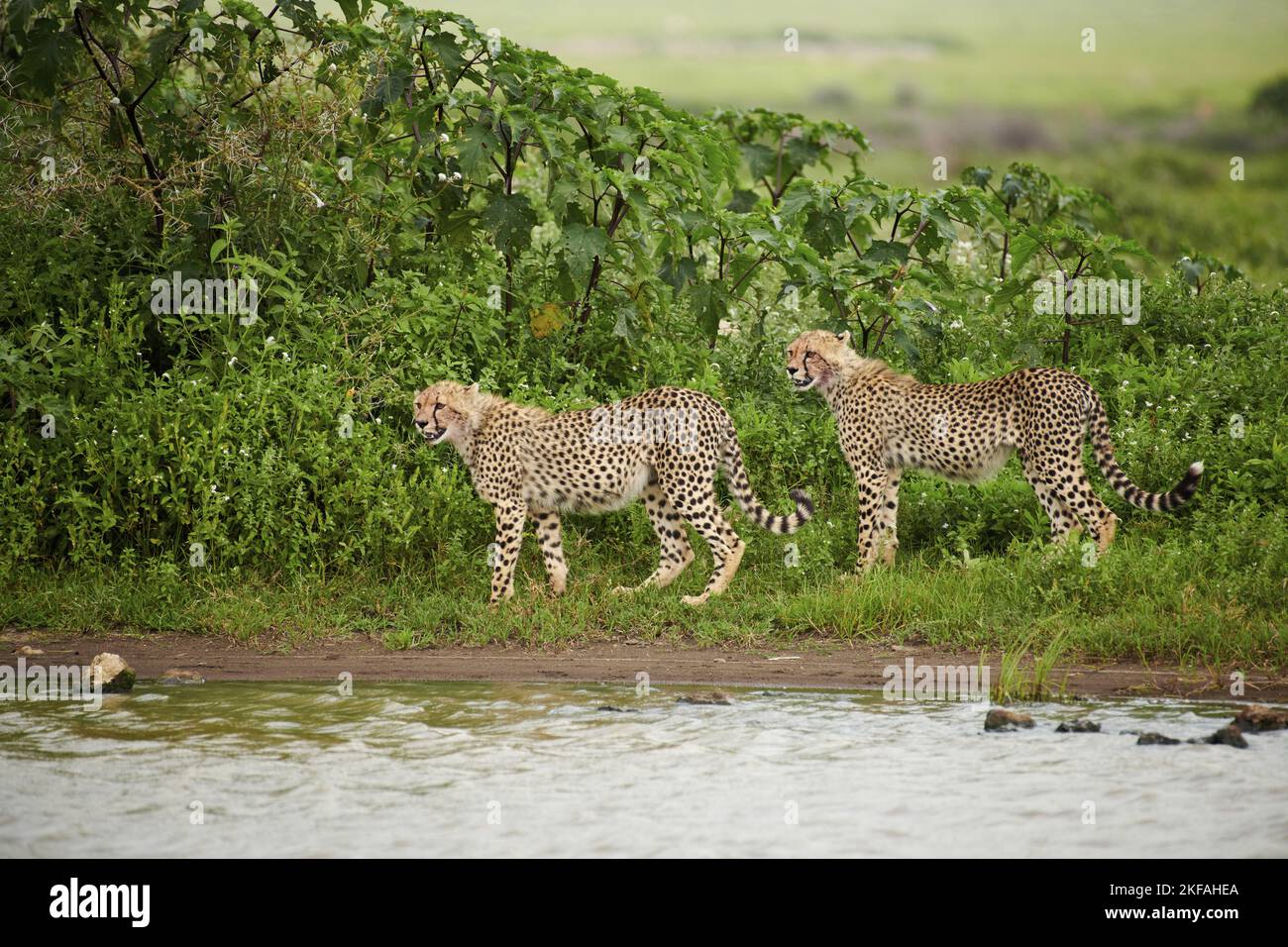 Cheetahs at the water Stock Photo - Alamy