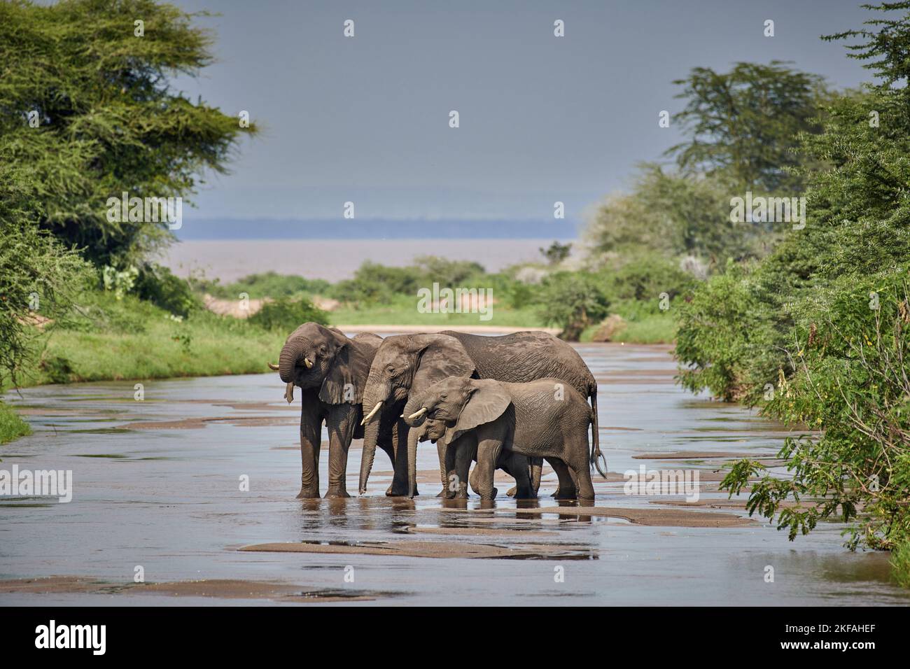 standing African Elephants Stock Photo - Alamy