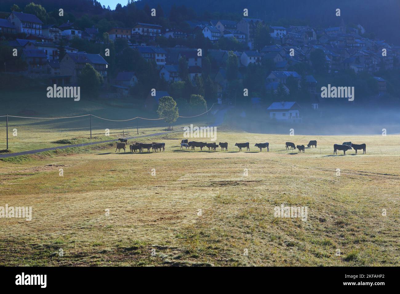 Beuil, paturage, Haute vallee du Cians, Parc regional du Mercantour ...