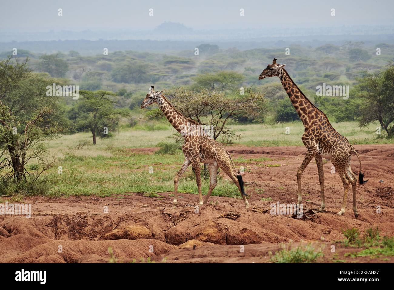 Two adult giraffes walking hi-res stock photography and images - Alamy