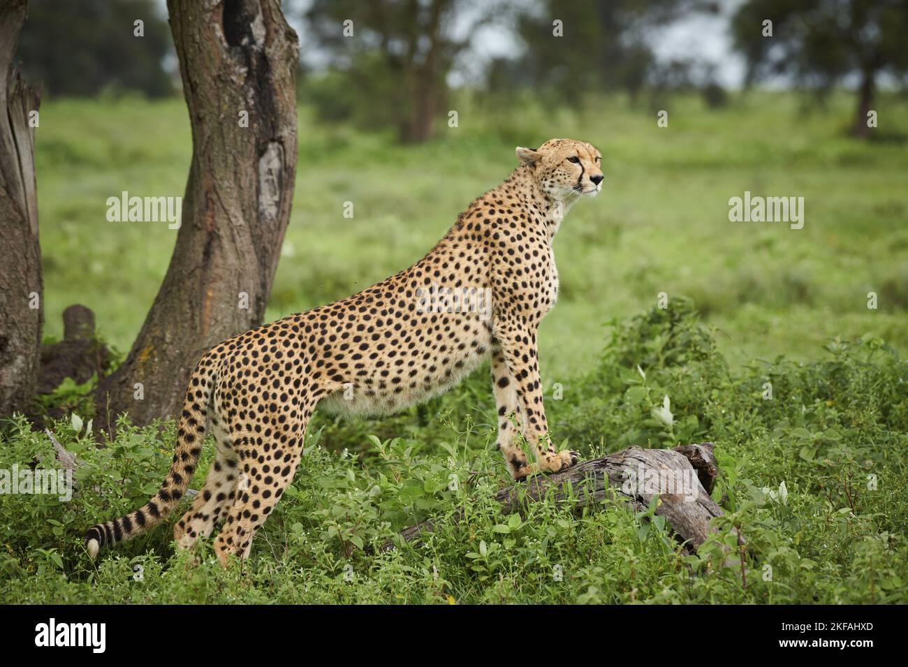 Cheetah standing tanzania hi-res stock photography and images - Alamy