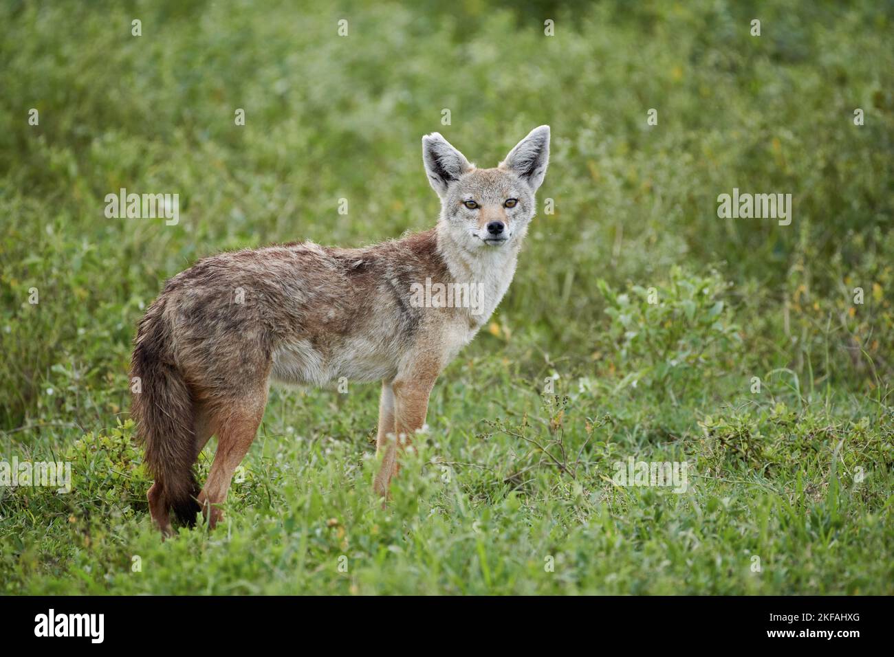 African golden wolf hi-res stock photography and images - Alamy