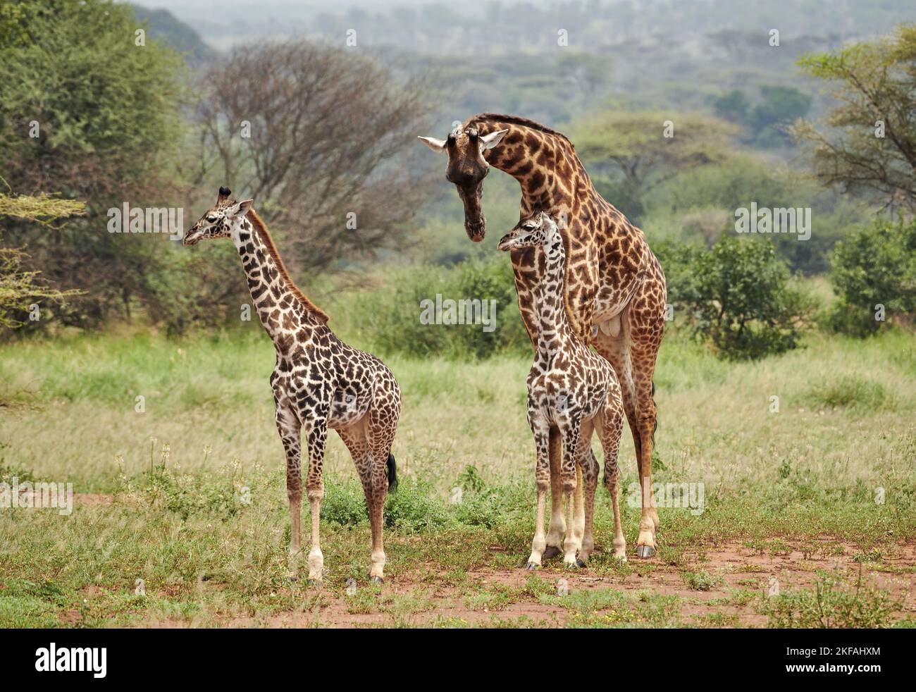 Frontal and side view of giraffe hi-res stock photography and images ...