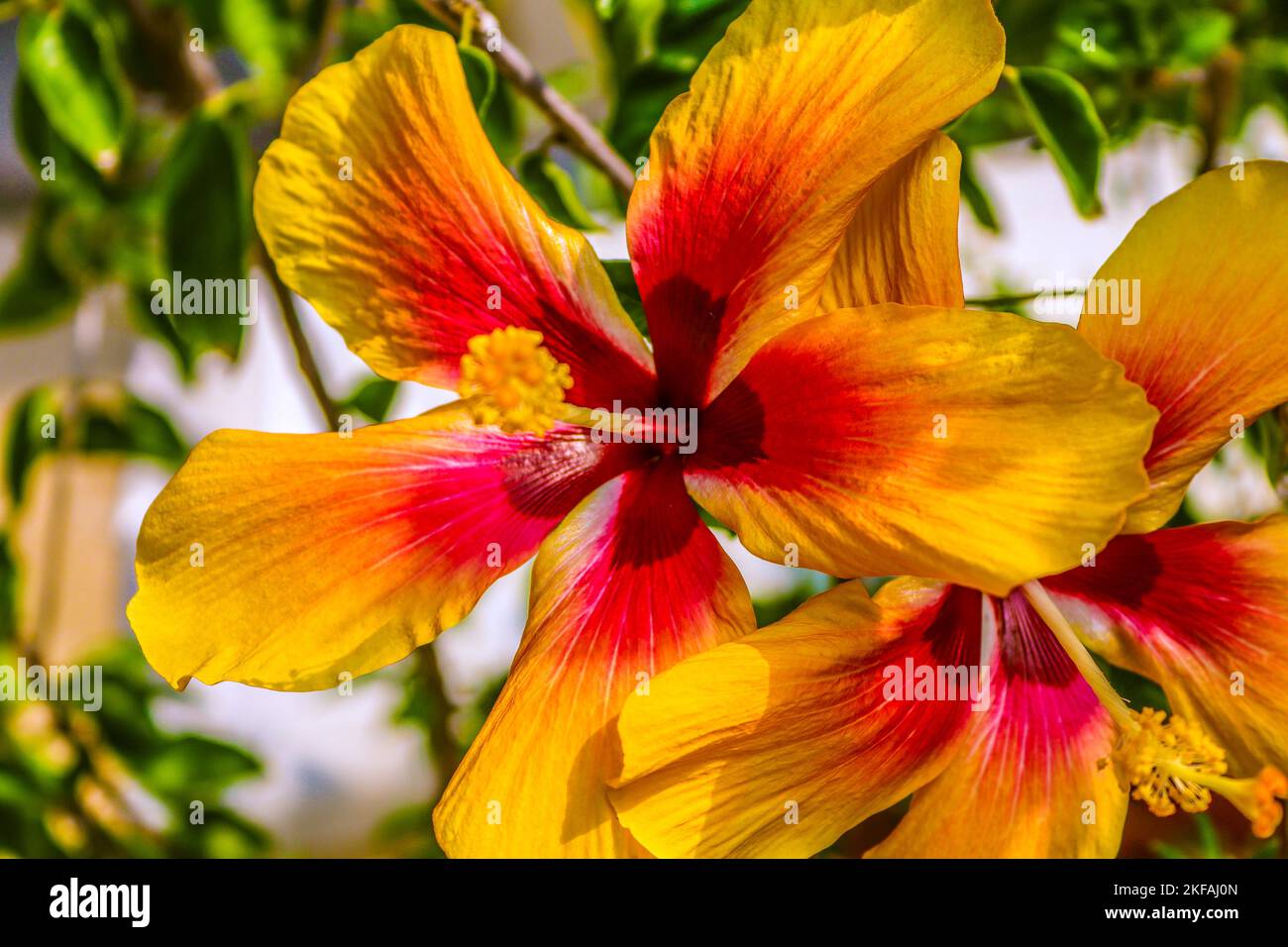 A closeup of an orange and red Hibiscus against blurred background ...