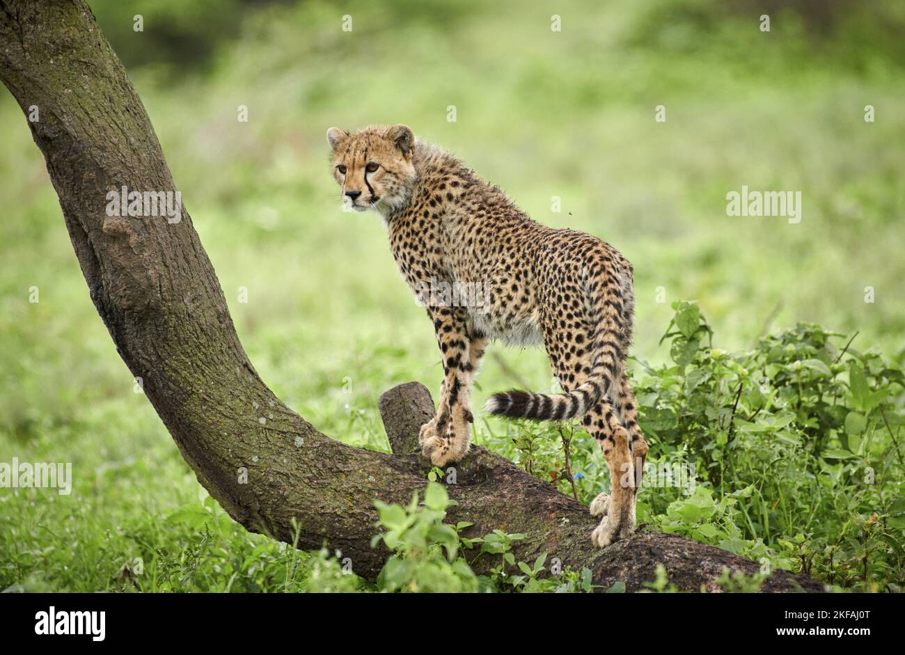 Standing cheetah hi-res stock photography and images - Alamy