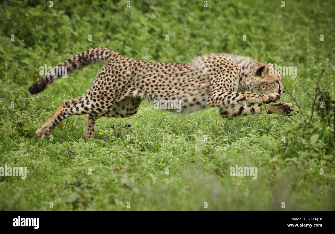 Leopards africa running hi-res stock photography and images - Alamy