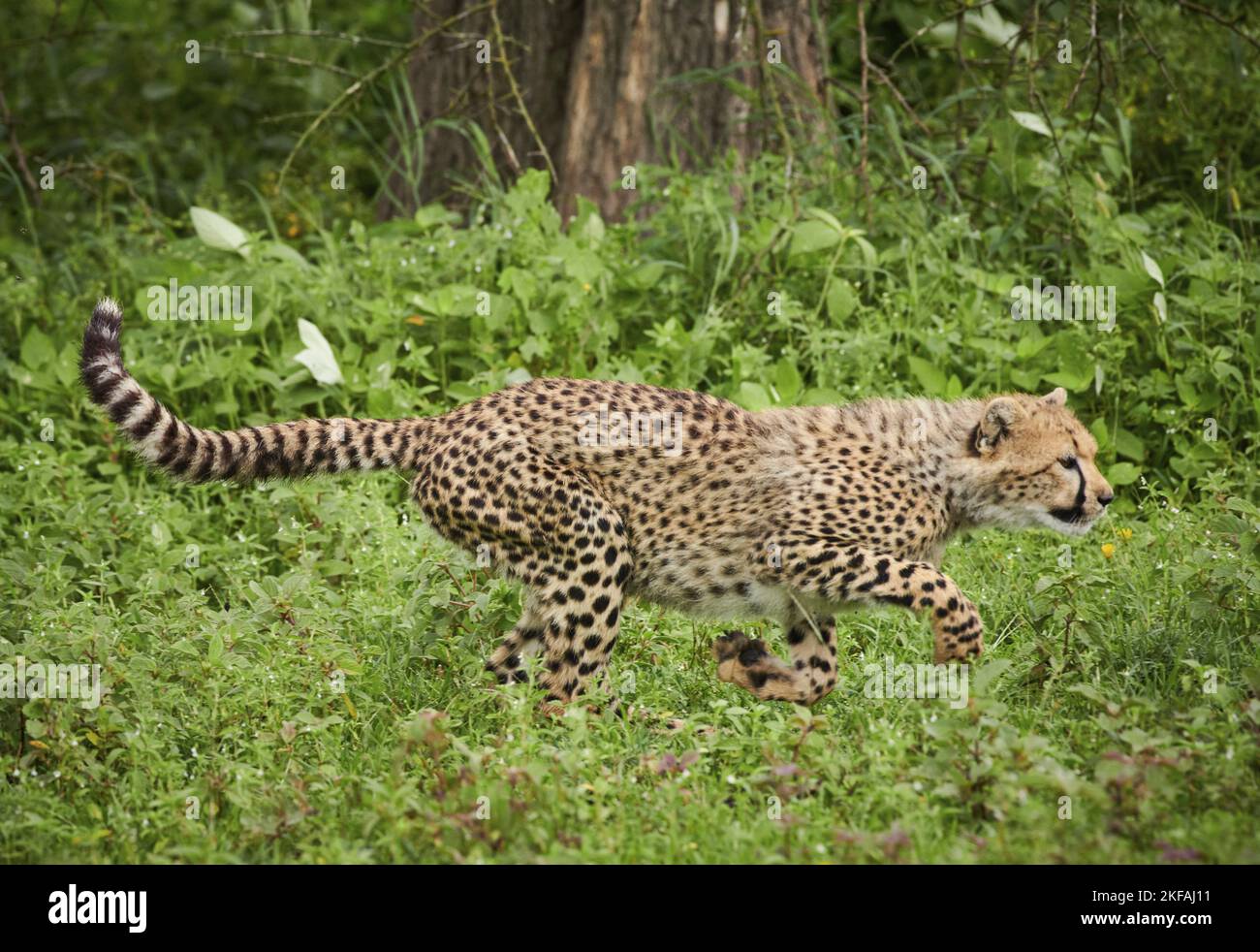 Young cheetah galloping hi-res stock photography and images - Alamy