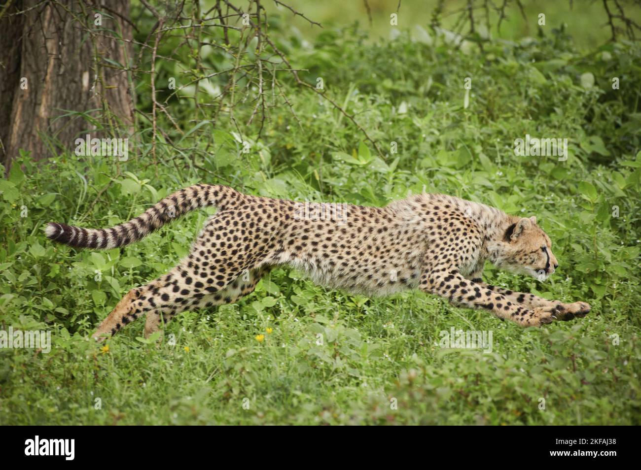 Young cheetah galloping hi-res stock photography and images - Alamy