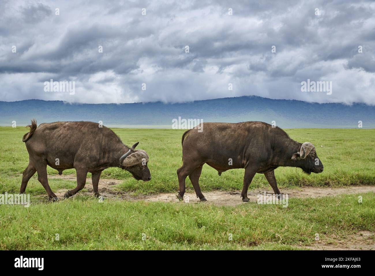 walking African Buffalo Stock Photo - Alamy